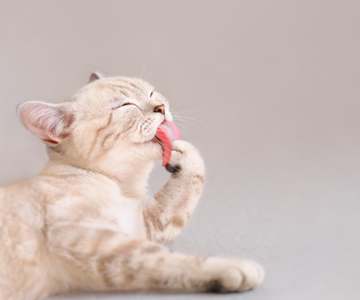 Para Gatos - Filios - Alimento Liofilizado para Mascotas